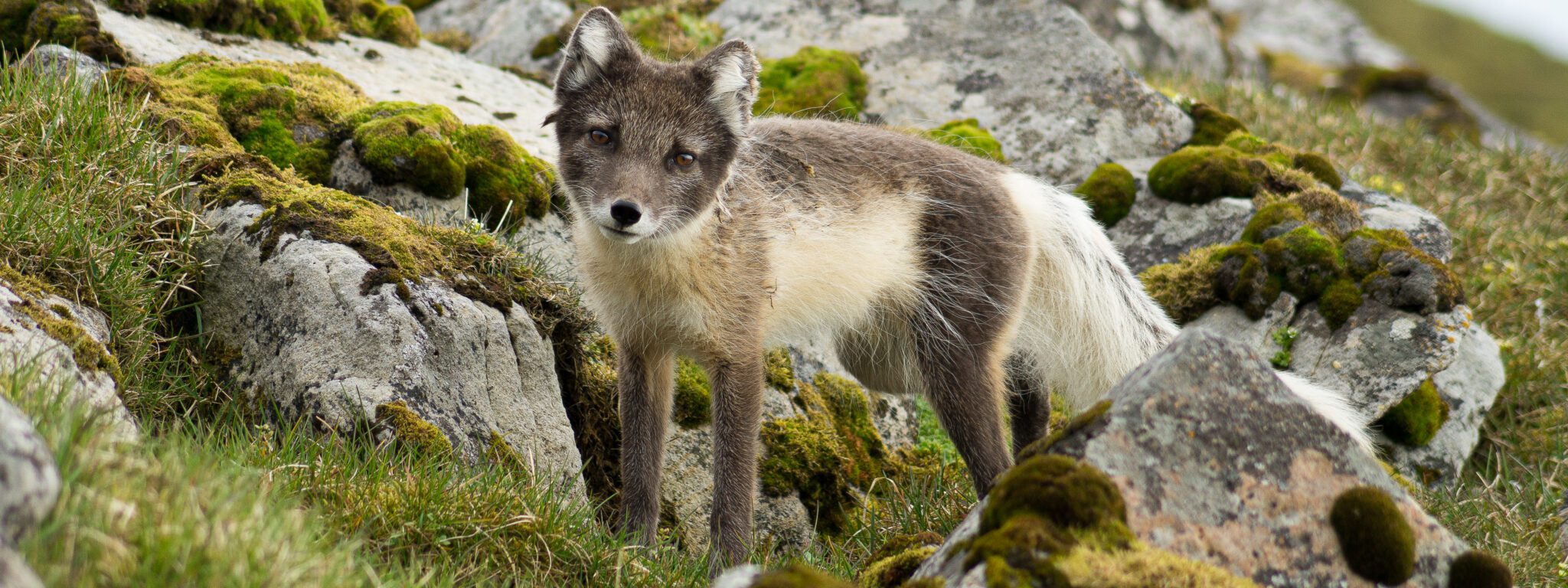 Fjellrev | MOSJ