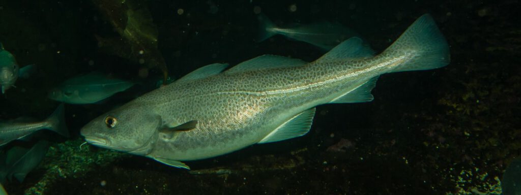 Stock of Northeast Arctic cod in the Barents Sea | MOSJ