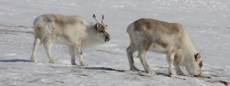 Svalbard reindeer | MOSJ