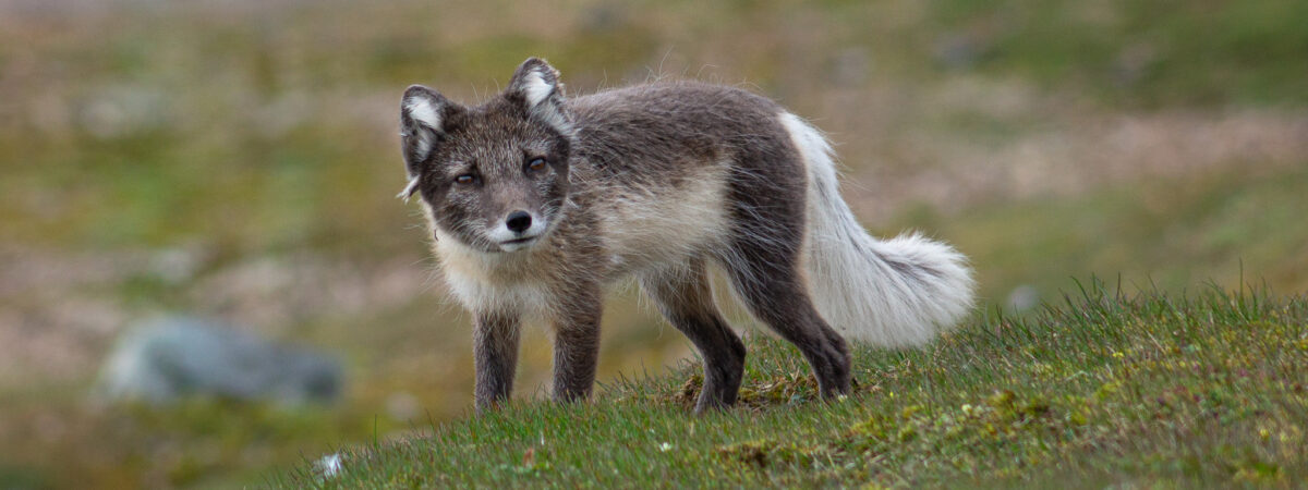 Jakt og fangst av fjellrev | MOSJ