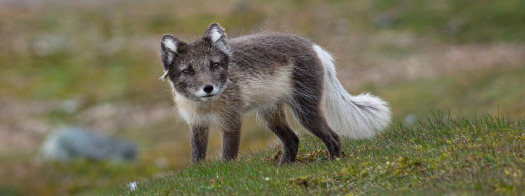 Hunting and trapping of Arctic foxes | MOSJ