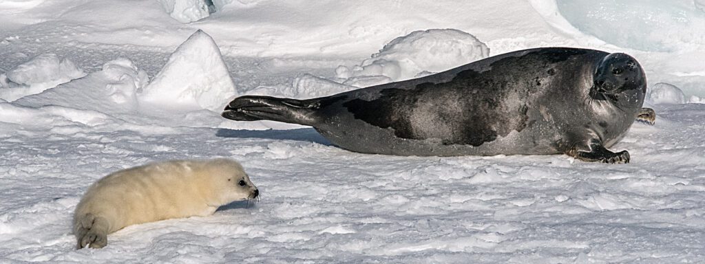 Harp seal | MOSJ