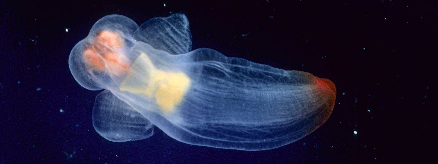 Zooplankton biomass in the Barents Sea | MOSJ